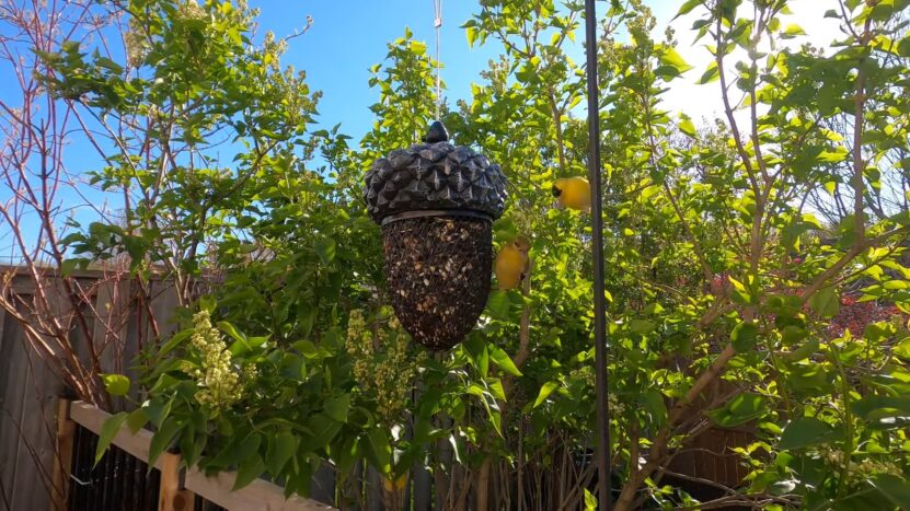 12 Fun and Affordable Acorn Crafts Anyone Can Make - Fun and Easy